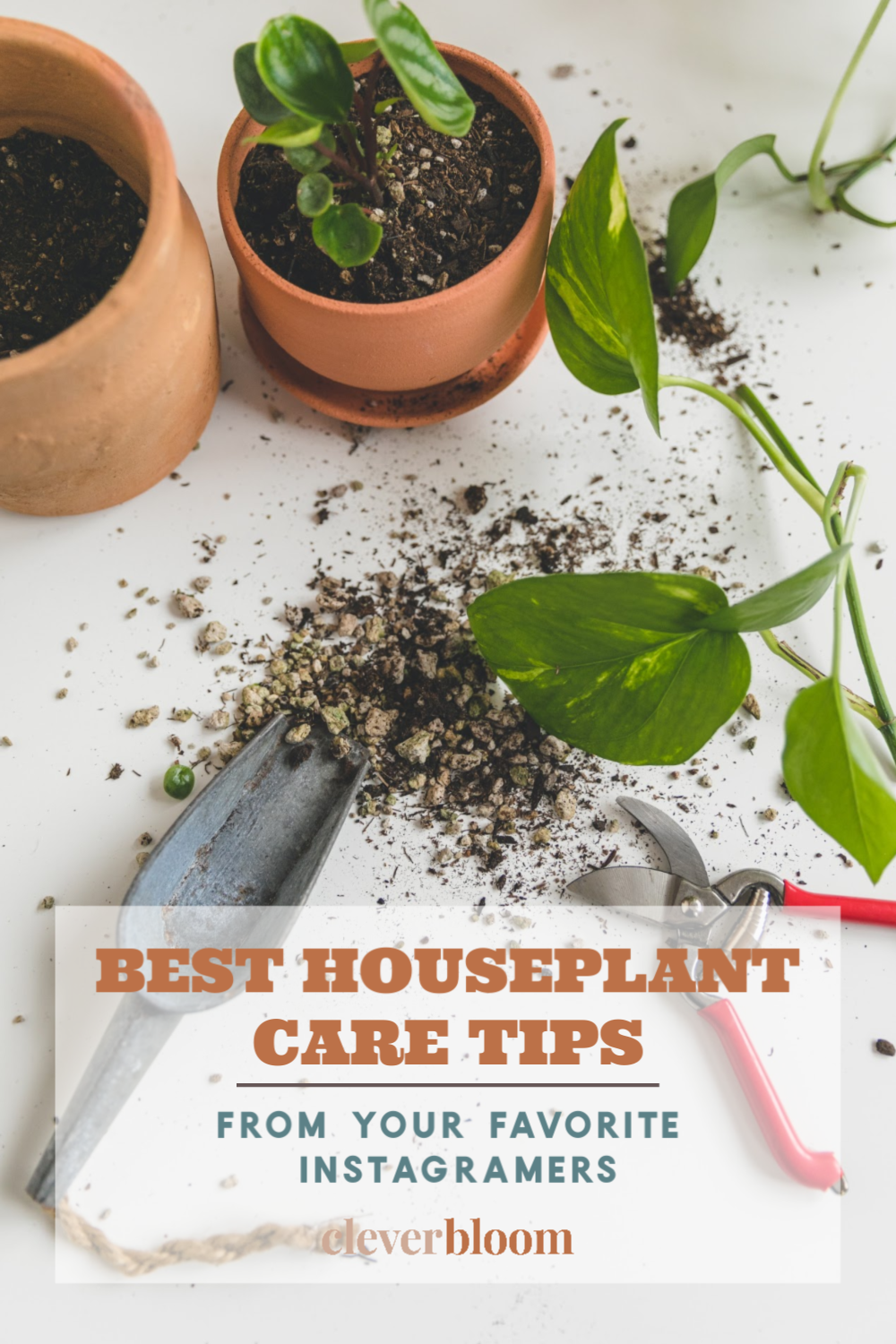 Best Houseplant Care Tips Clever Bloom