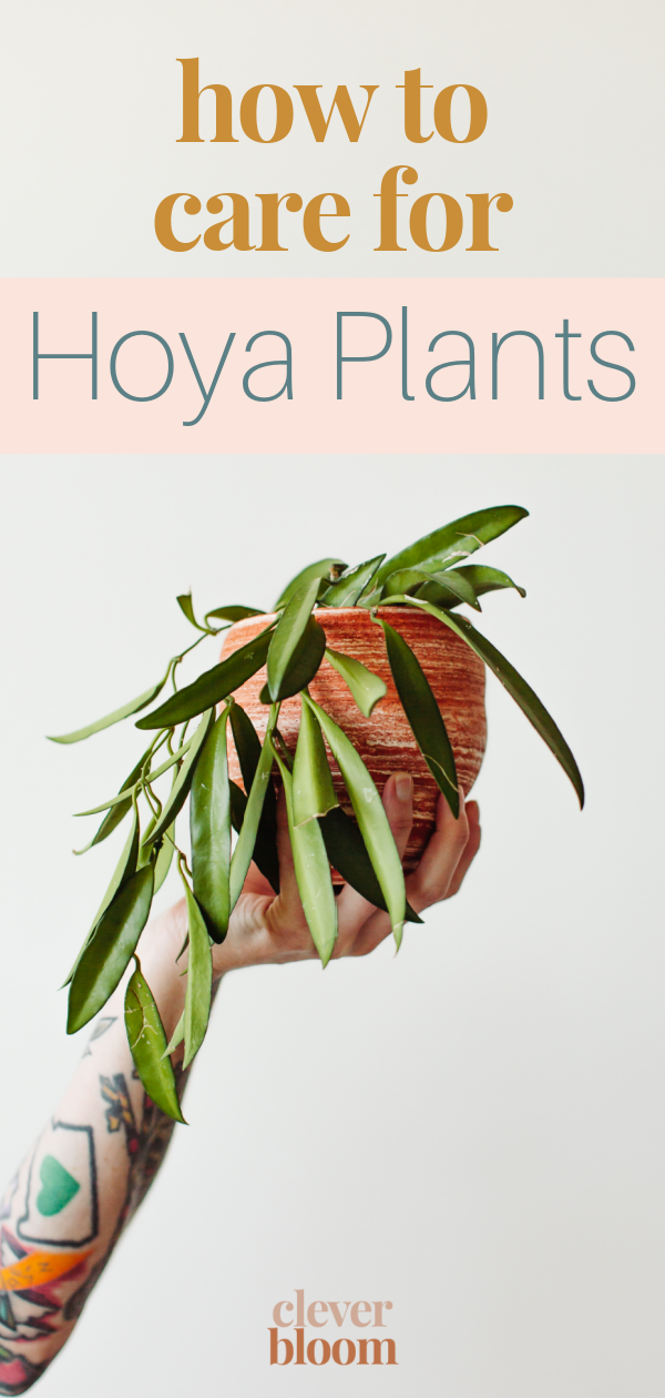 Hoya Plant Care. Easy to follow instructions
