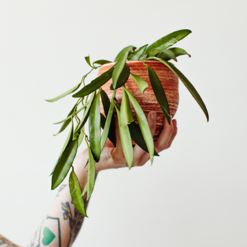 Hoya Plant Care. Easy to follow instructions