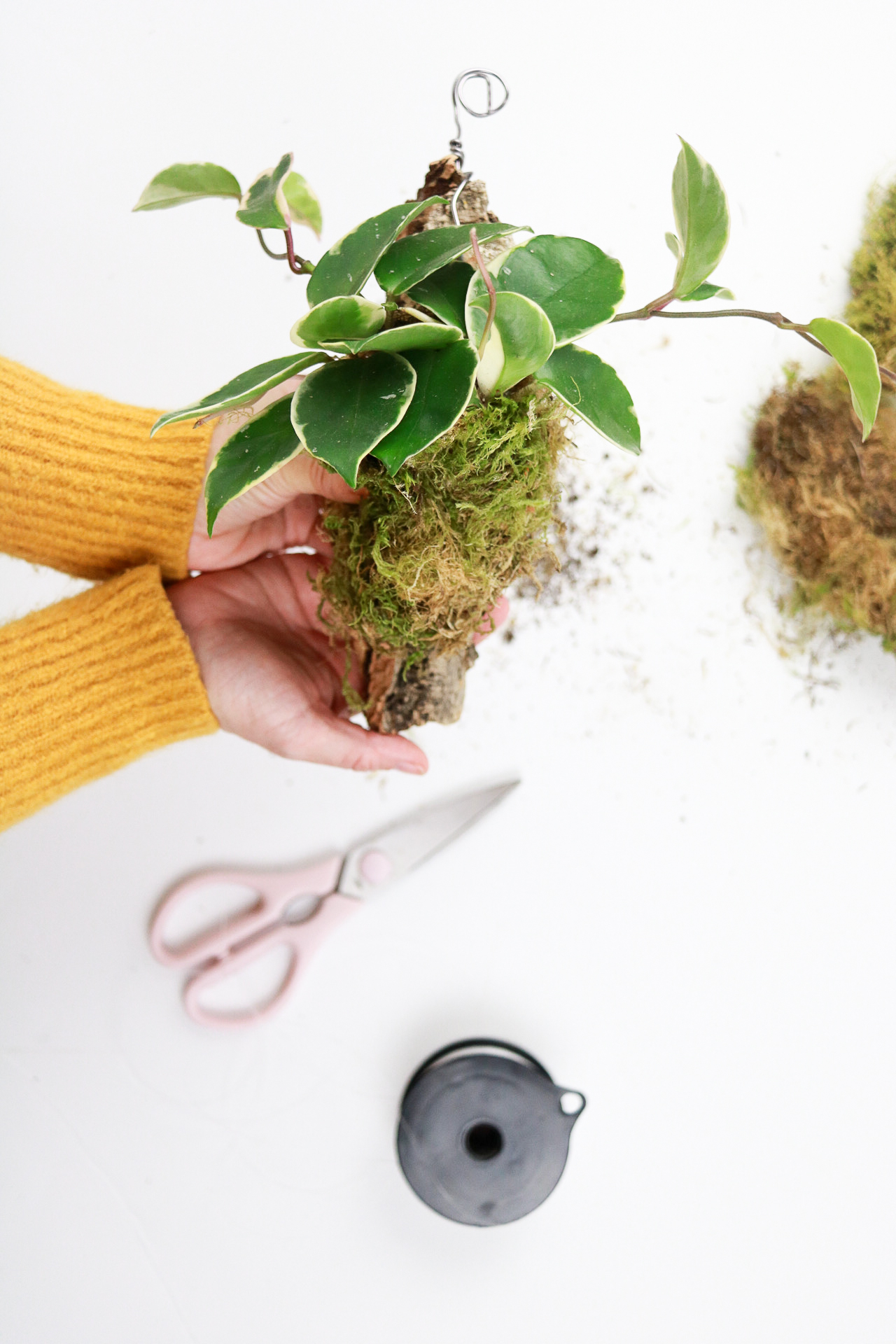 Houseplant DIY - How To Mount A Plant - Clever Bloom